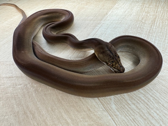 50% Sd Goldenchild Phantom Reticulated Python by Burning Heart Exotics