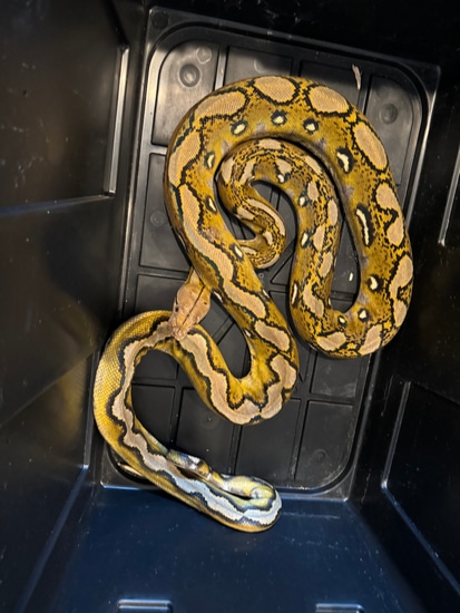 Sunfire Dh Purple Ogs Reticulated Python by Burning Heart Exotics
