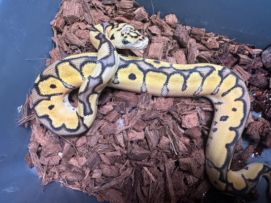 Pastel Enchi Clown Het Tsk Axanthic Ball Python by Burning Heart Exotics