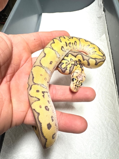 Super Pastel Clown Het Tsk Axanthic Ball Python by Burning Heart Exotics