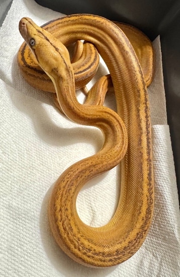 Orange Glow Goldenchild Sunfire Tiger Reticulated Python by Burning ...