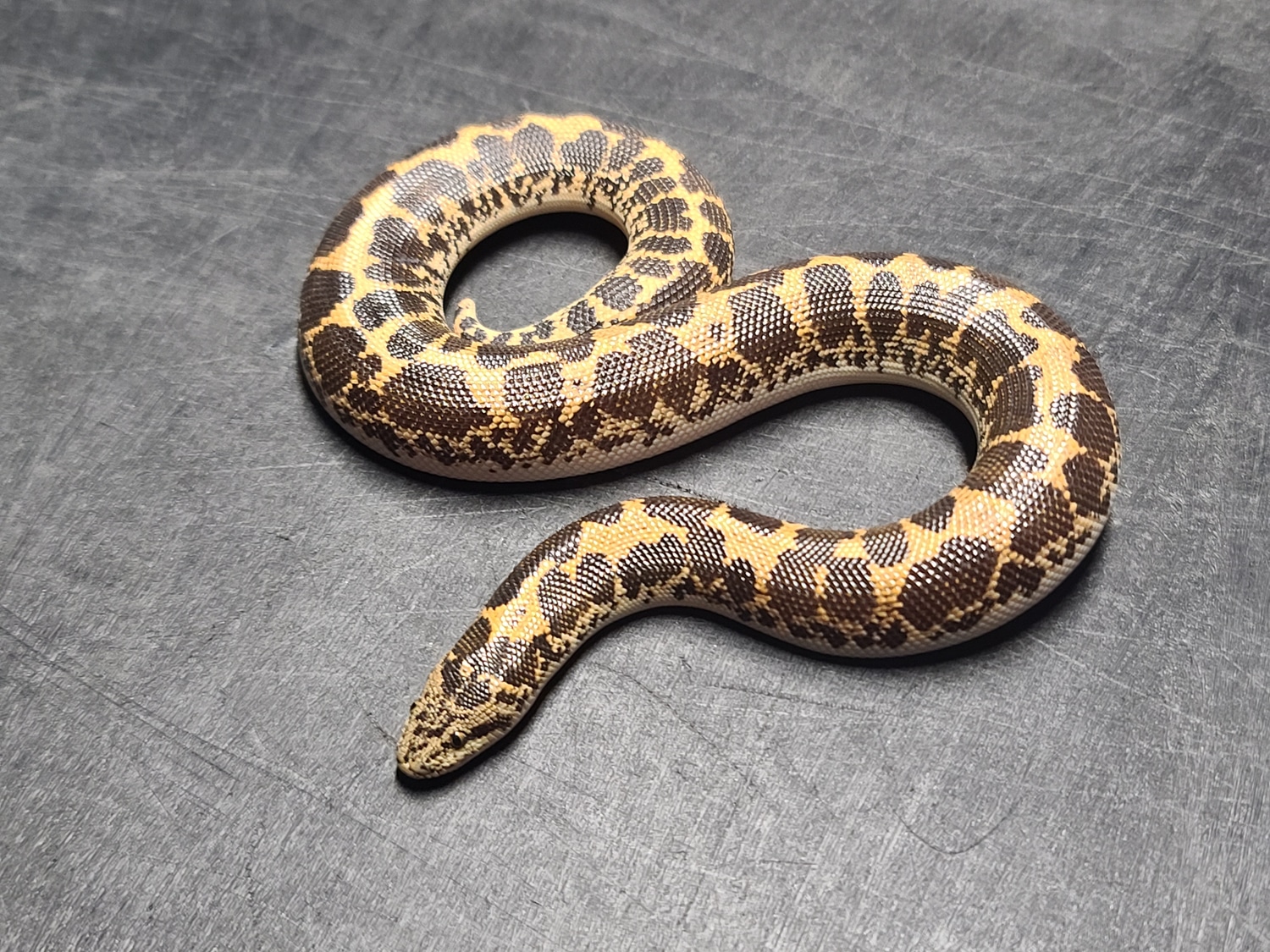Het Albino Kenyan Sand Boa by Picture It Pythons - MorphMarket