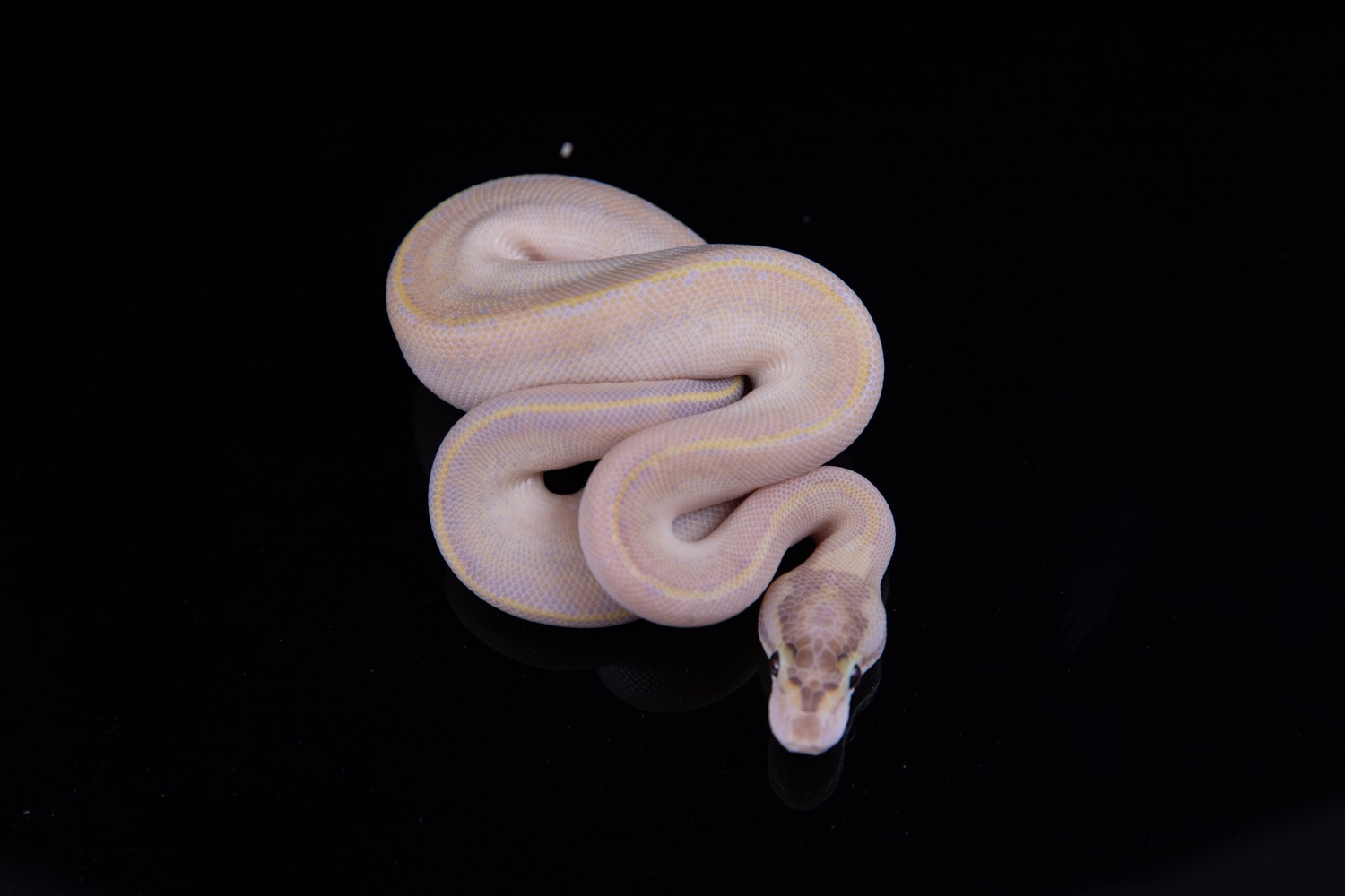 Ivory Ball Python by Picture It Pythons - MorphMarket