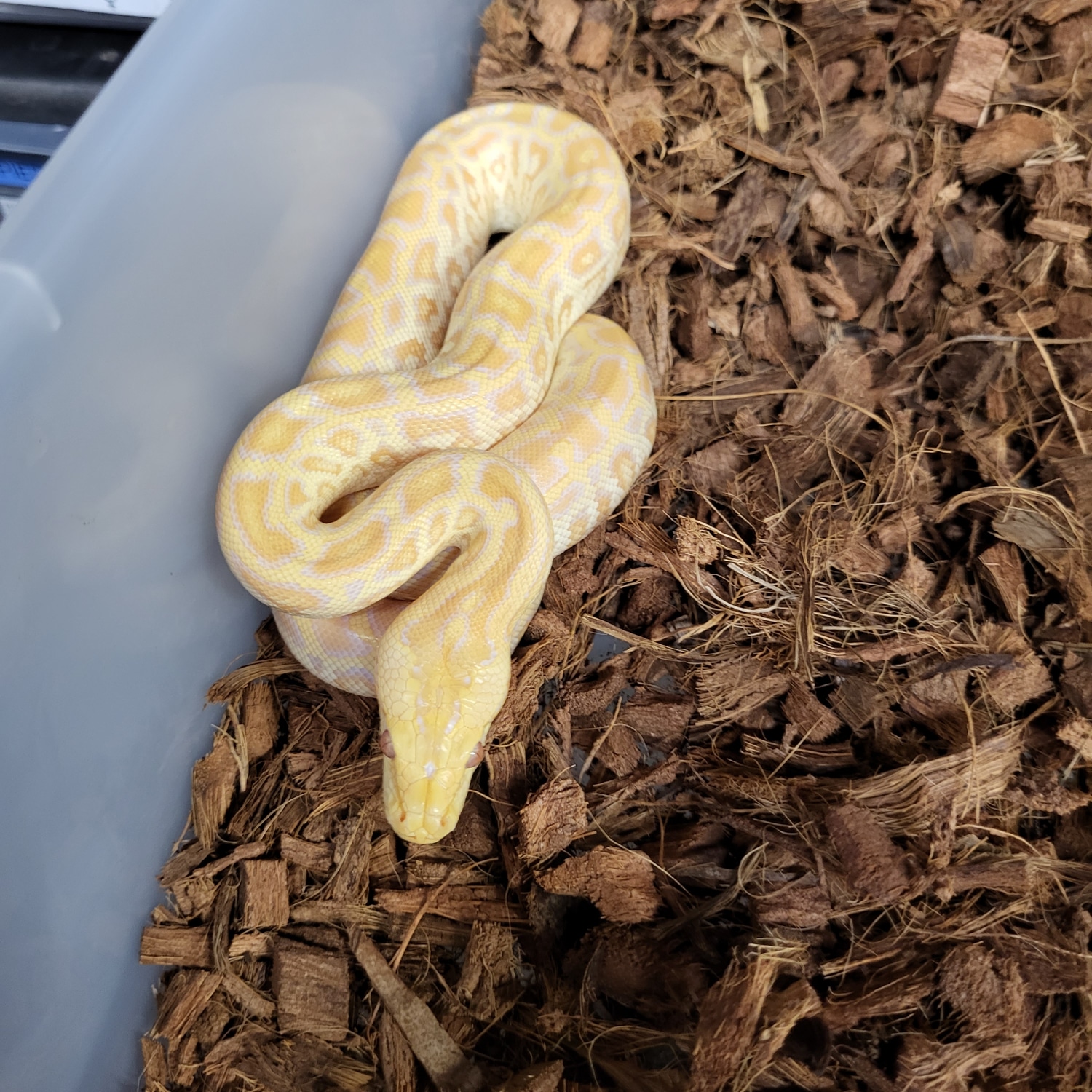 Pearl Het Granite PH Green Burmese Python by Picture It Pythons ...