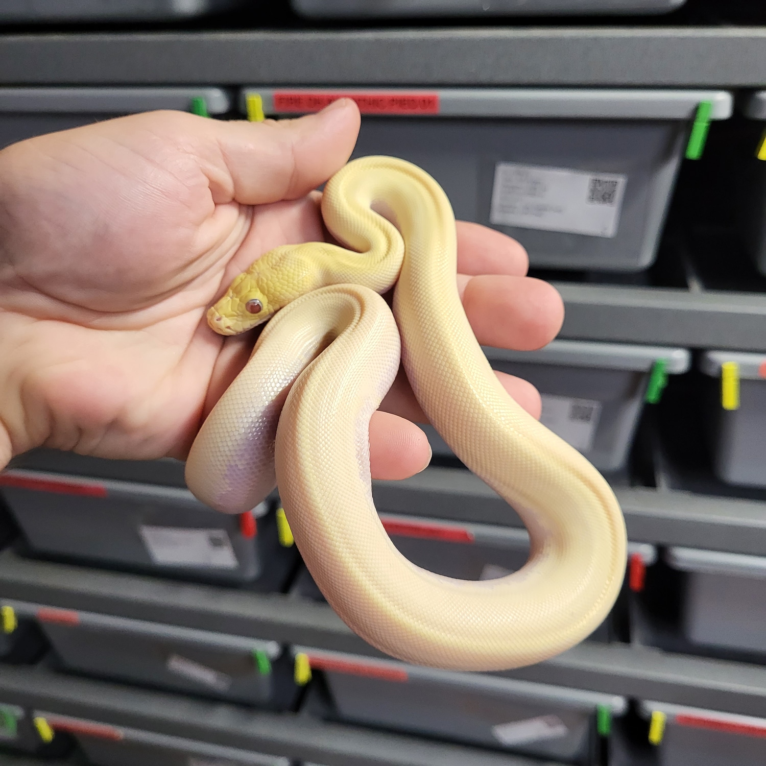 Blizzard Het Granite PH Green Burmese Python by Picture It Pythons ...