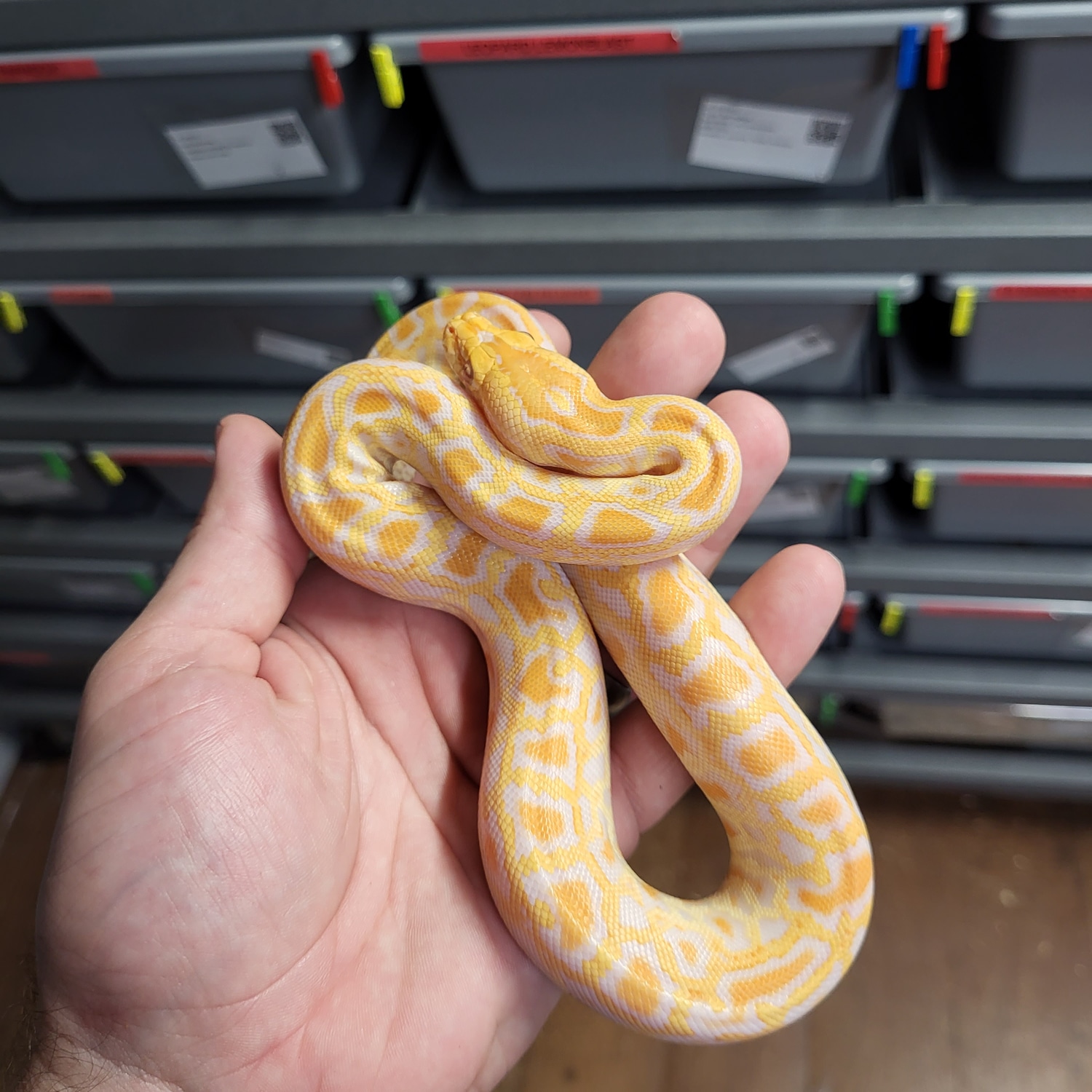 Albino Het Granite PH Green Burmese Python by Picture It Pythons ...