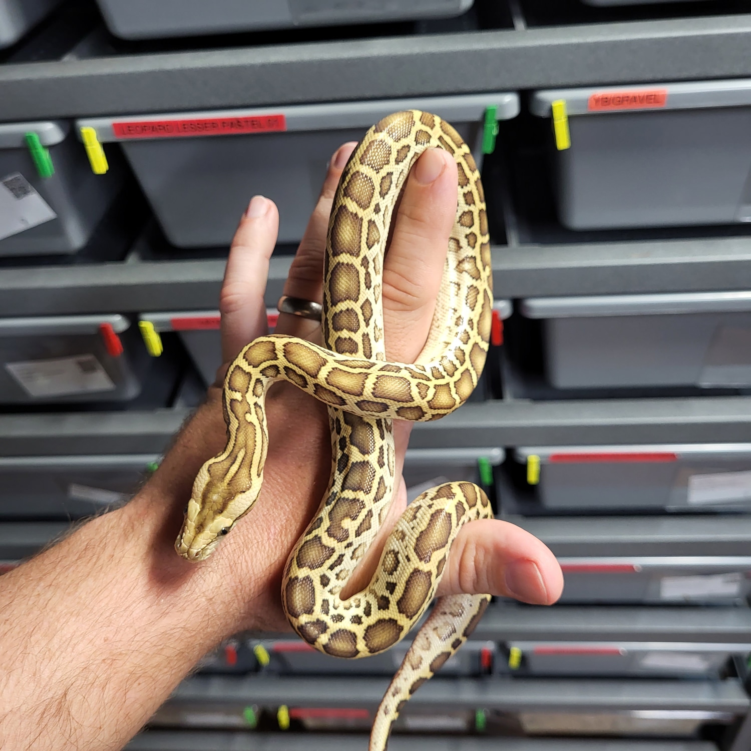 Hypo Double Het Albino Granite PH Green Burmese Python by Picture It ...