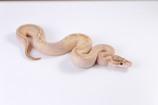 Leopard Ivory Ball Python by Picture It Pythons