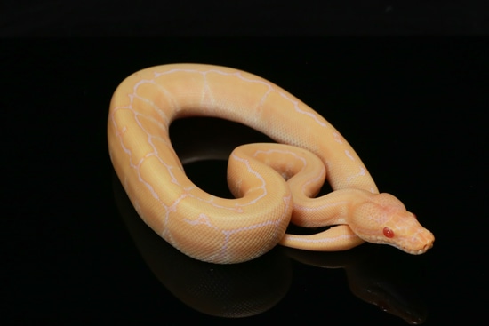22 Albino Pinstripe Ball Python by Picture It Pythons