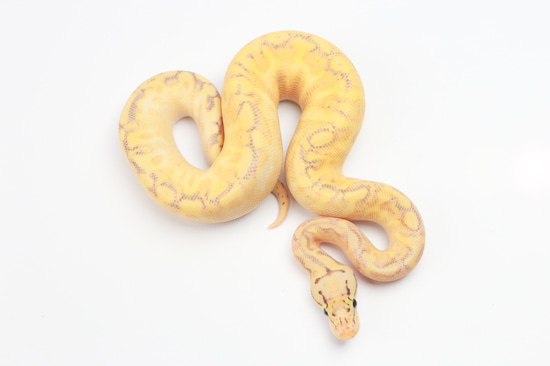 22 Super Gravel/Highway Bumblebee Ball Python by Picture It Pythons