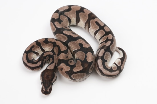 VPI Axanthic Enchi Het Pied Ball Python by Picture It Pythons