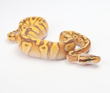 Hypo Pastave Enchi Het Clown Ball Python by Picture It Pythons ...