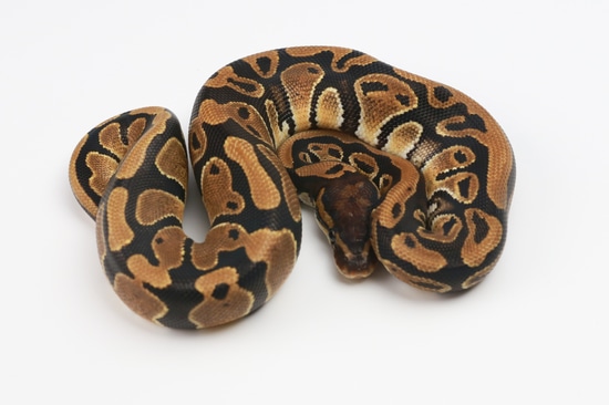 Double Het VPI Axanthic Pied Ball Python by Picture It Pythons