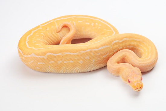 Albino Black Pastel Pinstripe Ball Python by Picture It Pythons