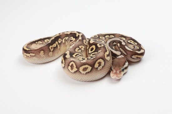 Mojave Black Pewter YB/Gravel Ball Python by Picture It Pythons
