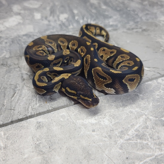 Black Head Ball Python by Picture It Pythons