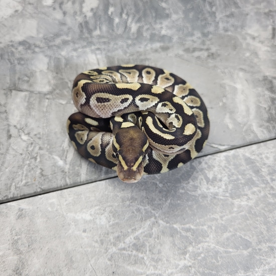 Blackhead Lesser Ball Python by Picture It Pythons