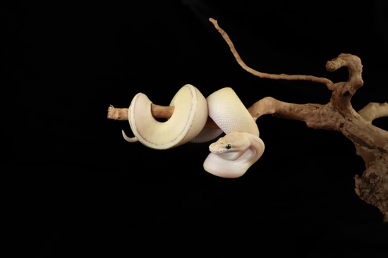 Ivory Possible Lesser,Fire,Jedi, Black Head Ball Python by Picture It ...