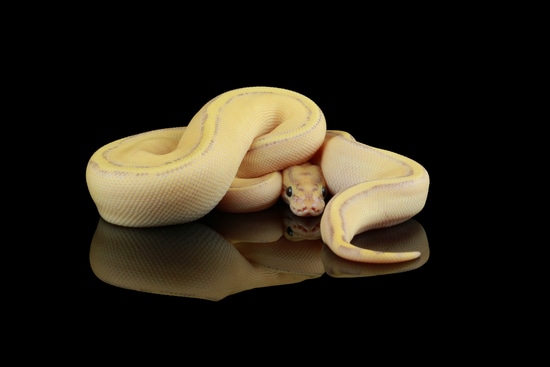 Ivory Enchi OD Possible BH,Jedi,Lesser,Fire Ball Python by Picture It ...