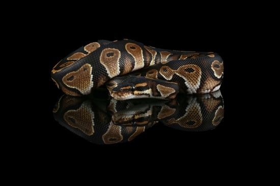 Black Head Ball Python by Picture It Pythons