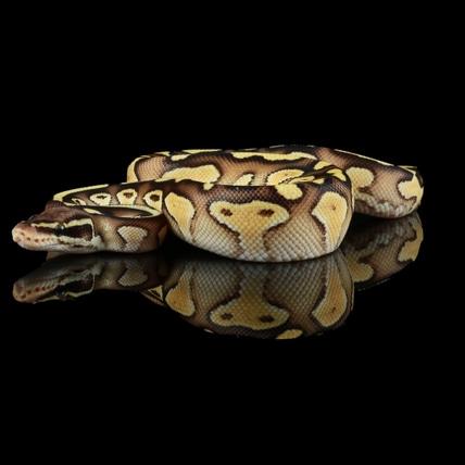 Hypo Pastave Enchi Het Clown Ball Python by Picture It Pythons ...