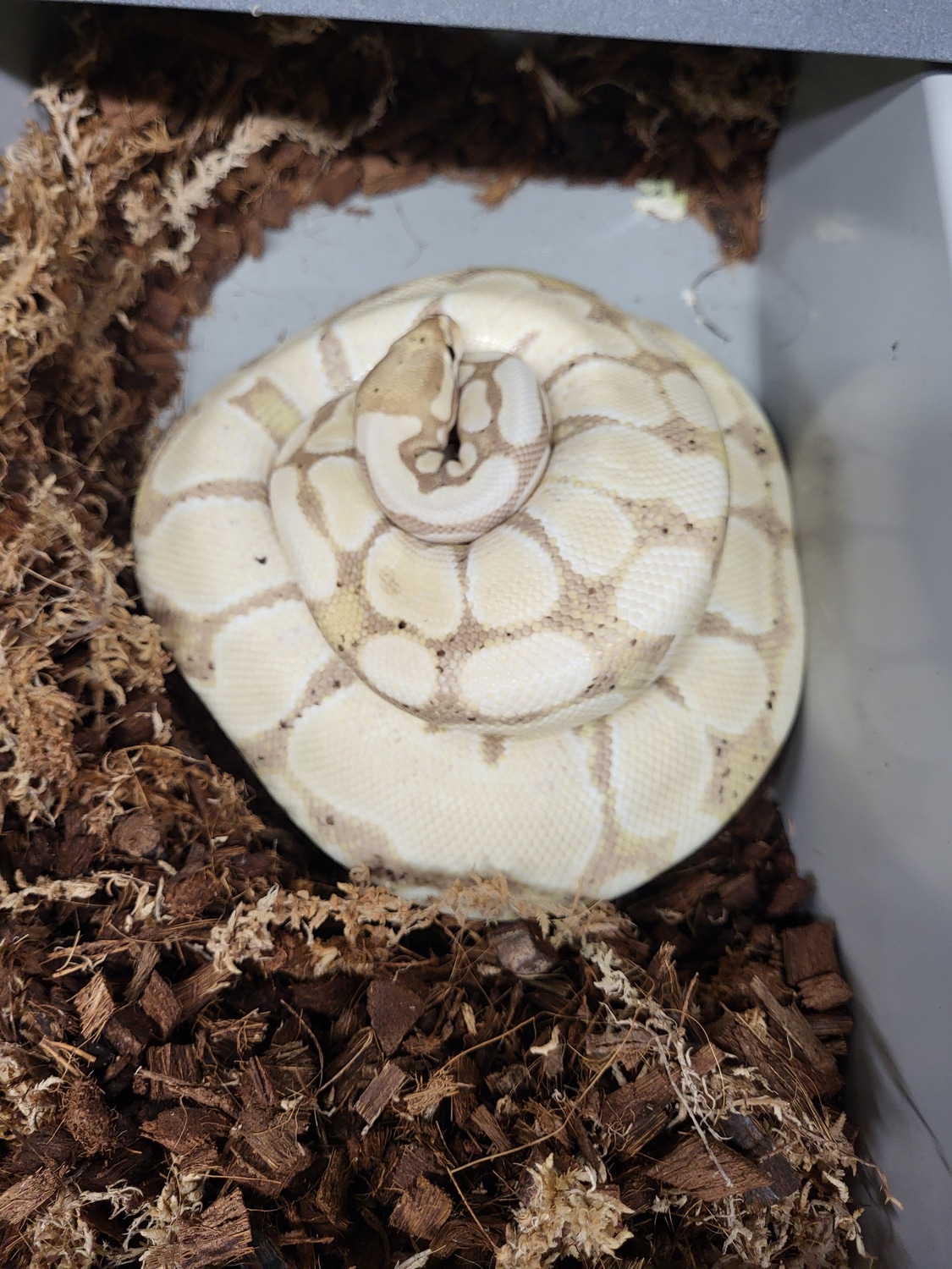 Ball Python Clutch: 2429 by Picture It Pythons - MorphMarket