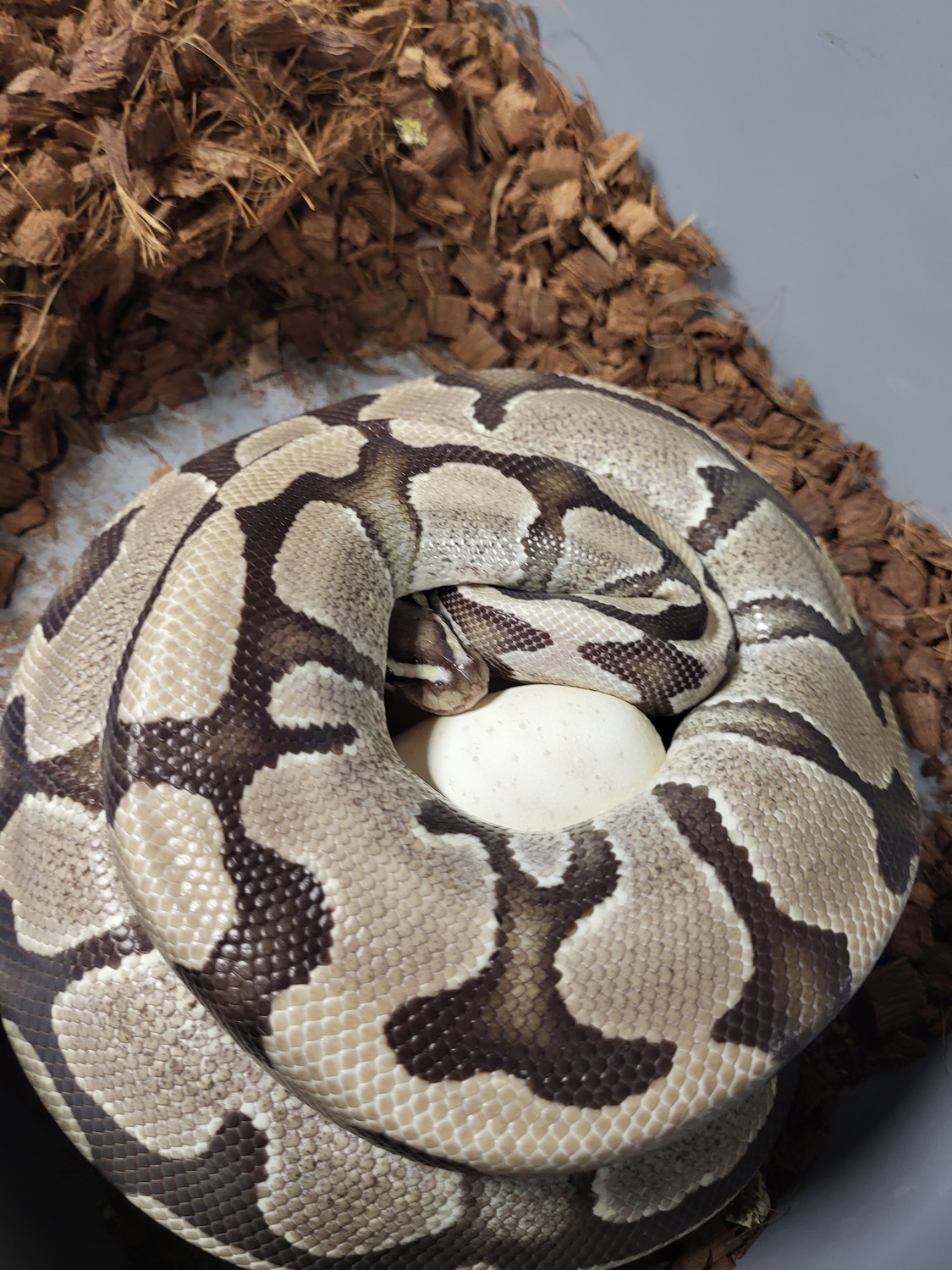 Ball Python Clutch: 2423 by Picture It Pythons - MorphMarket