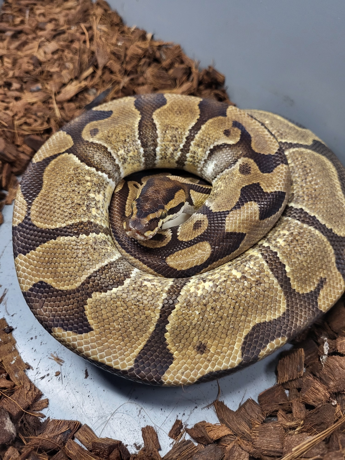 Ball Python Clutch: 2430 by Picture It Pythons - MorphMarket