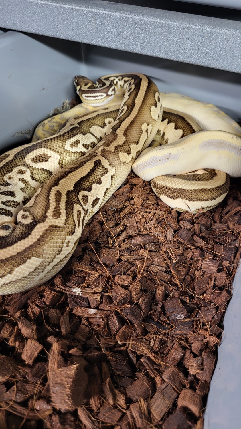 Ball Python Clutch: 2406 by Picture It Pythons - MorphMarket