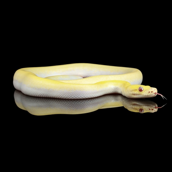 Blizzard Het Granite Burmese Python by Picture It Pythons