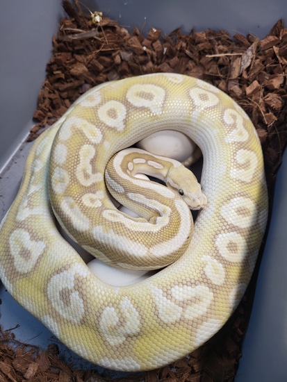 Banana Mojave Black Pewter Het Cryptic Ball Python by Picture It Pythons