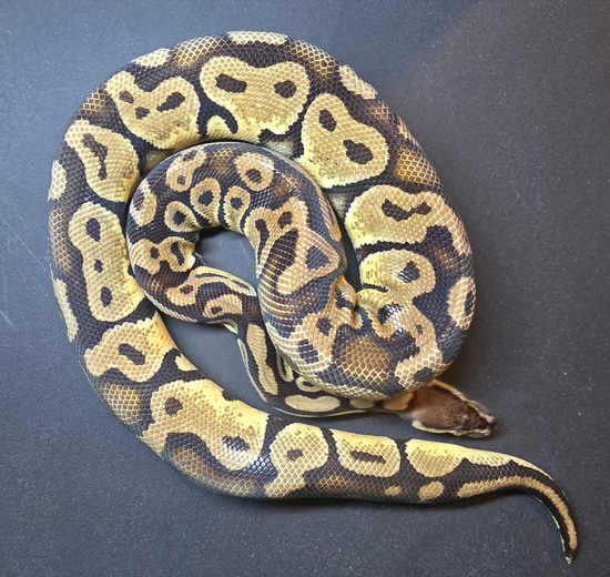 1.4 Group Ball Python by DB EXOTICS