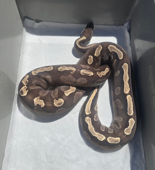 Super GHI Mojave Ball Python by DB EXOTICS