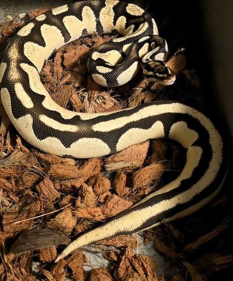 Super OD Fire Poss Het Sunset Ball Python by DB EXOTICS
