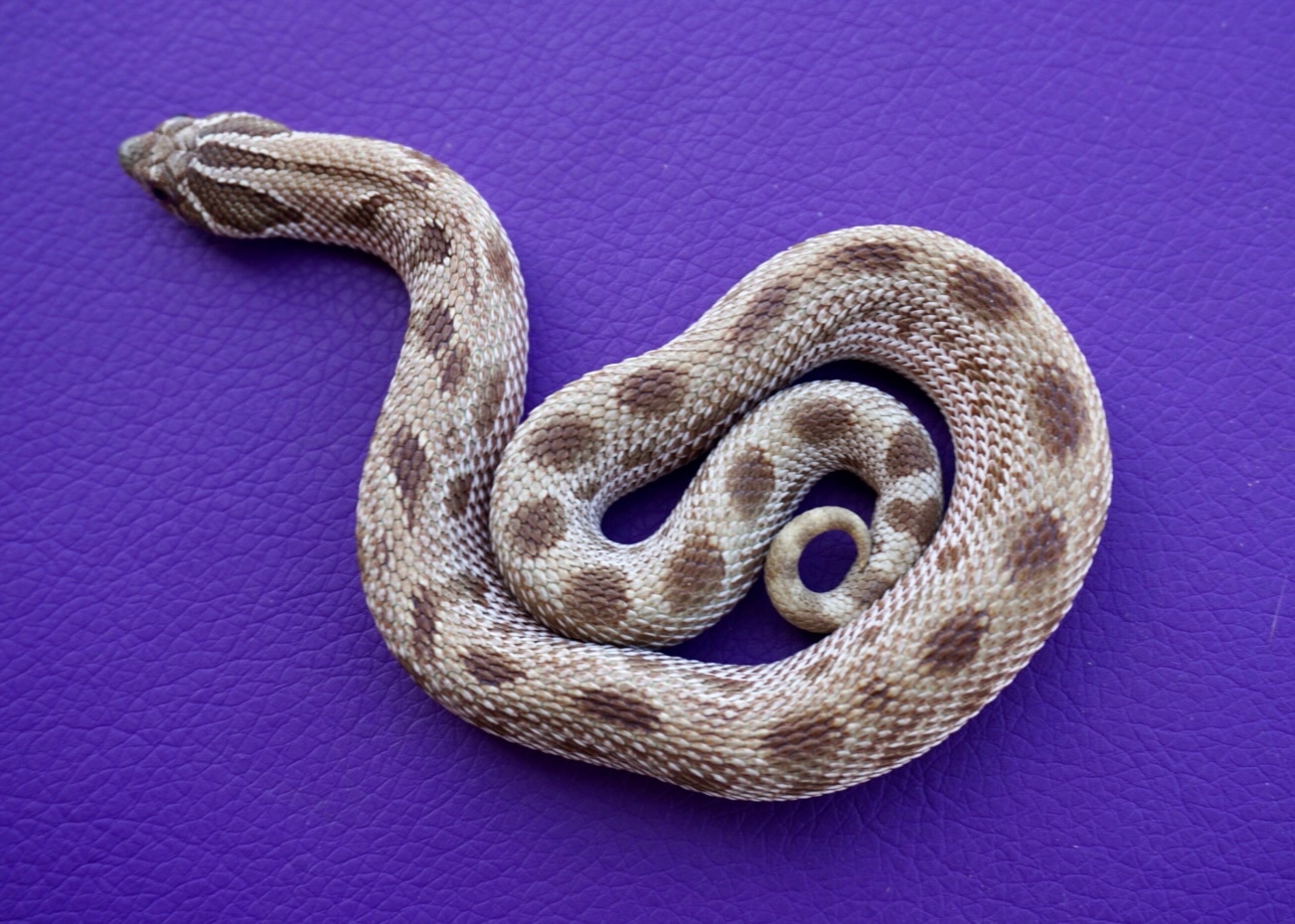 Female Conda Het Evans Hypo/toffee Belly Western Hognose by DBZ Exotics ...