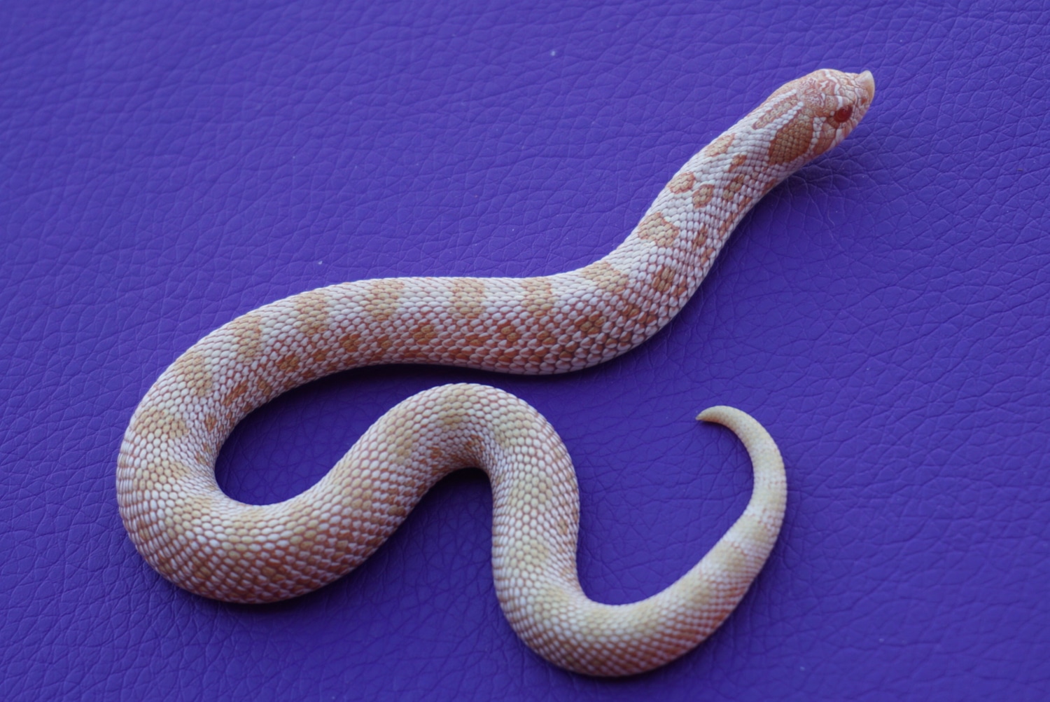 Albino Arctic Anaconda Western Hognose by DBZ Exotics - MorphMarket