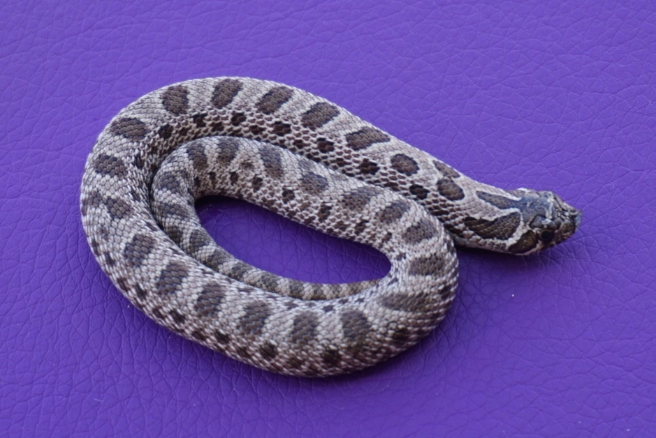 Arctic Anaconda 100% Het Axanthic 100% Het Albino Western Hognose by ...