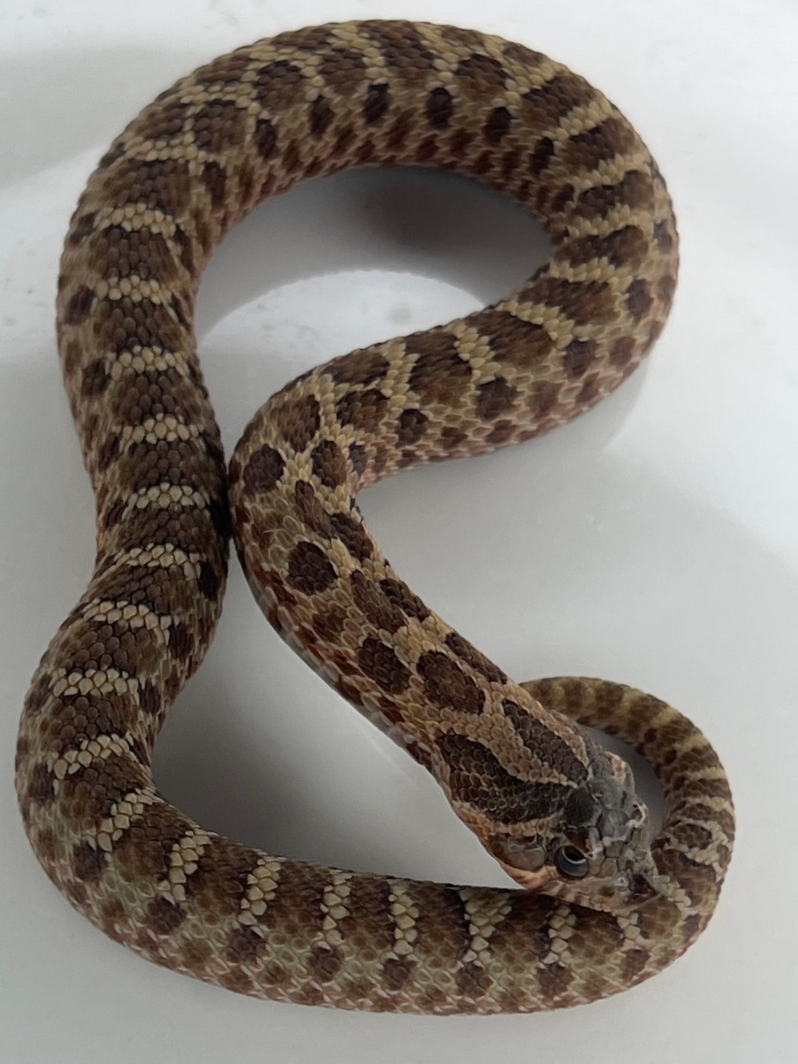 Sable 50% Het Albino Western Hognose by DBZ Exotics - MorphMarket