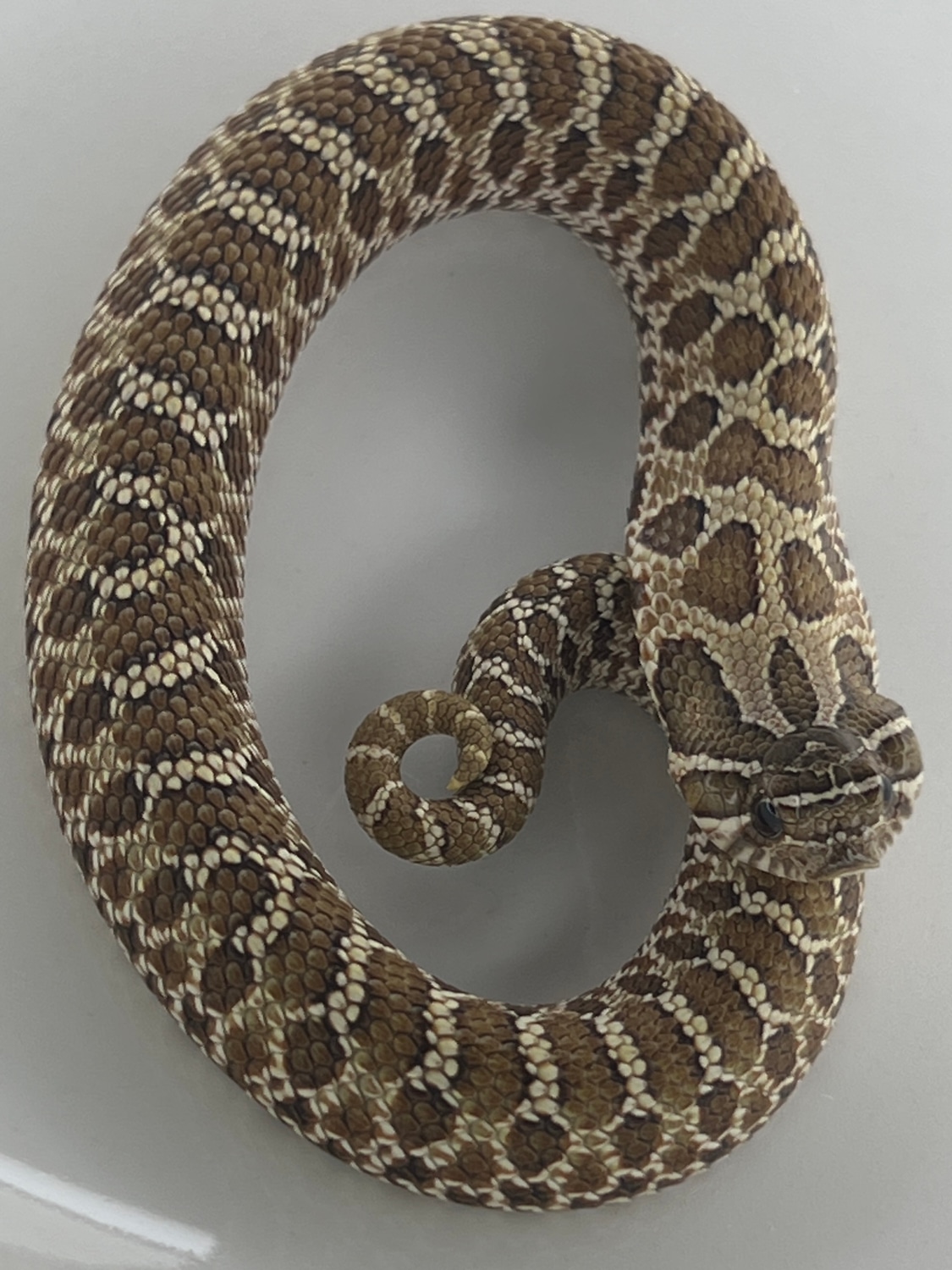 Lemon Ghost Het Albino Western Hognose by DBZ Exotics - MorphMarket
