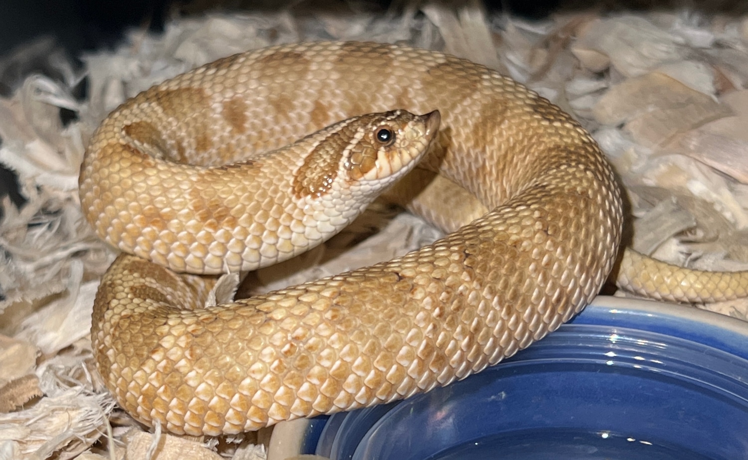 Watermelon Lemon Ghost Conda Western Hognose by DBZ Exotics - MorphMarket