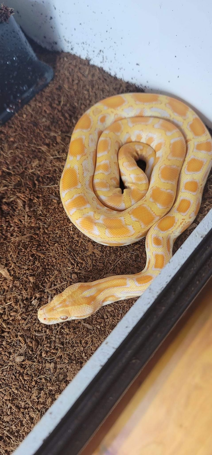 Albino 100% Het Green/patternless Burmese Python by West Ky Exotics ...