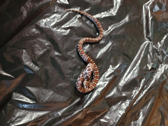 Wilkes County NC Locality Eastern Milk Snake by West Ky Exotics