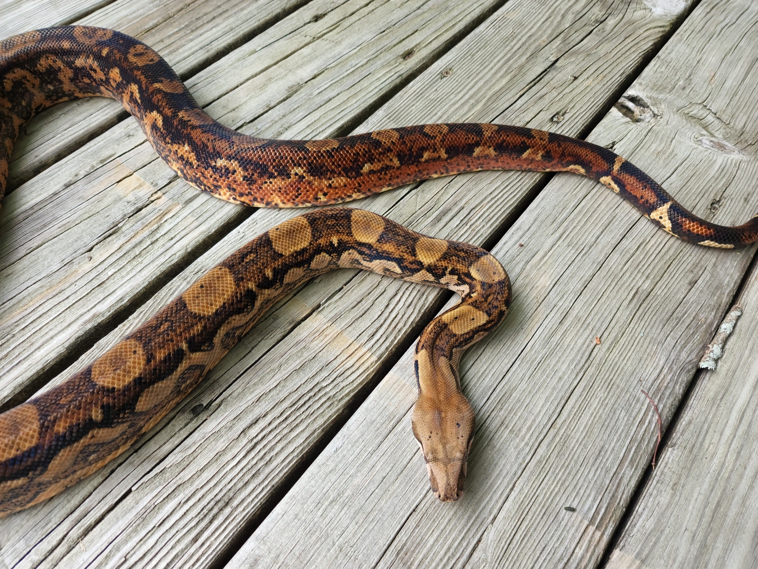 Male 2017 Hypo Inca Het CA T+ Boa Constrictor by Meticulous Morphs ...