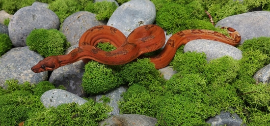 Hypo Leopard 66% Het Kahl Coral/lipstick Line Boa Constrictor by ...