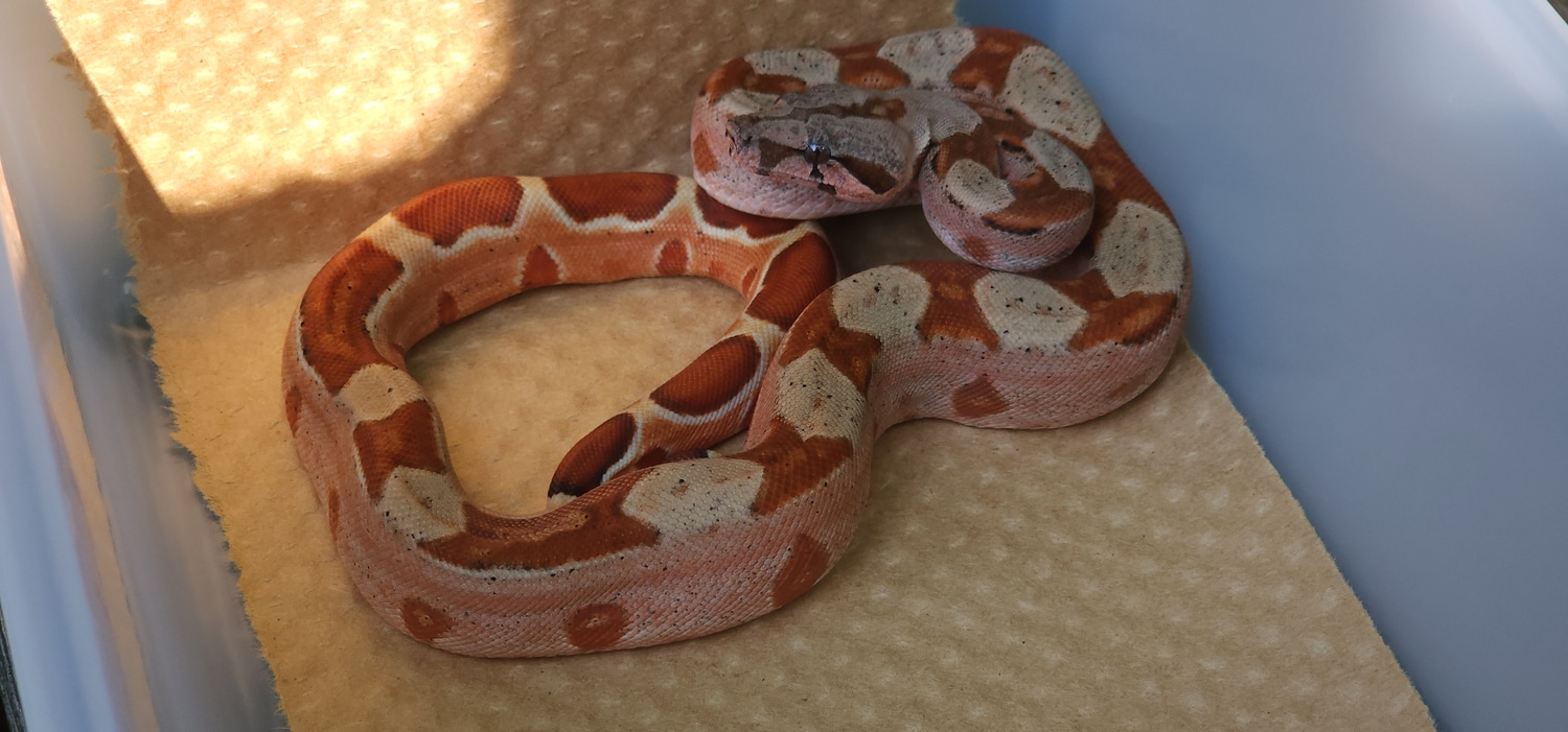 Hypo 100% Het Leopard 66% Het Kahl Coral/lipstick Line Boa Constrictor ...