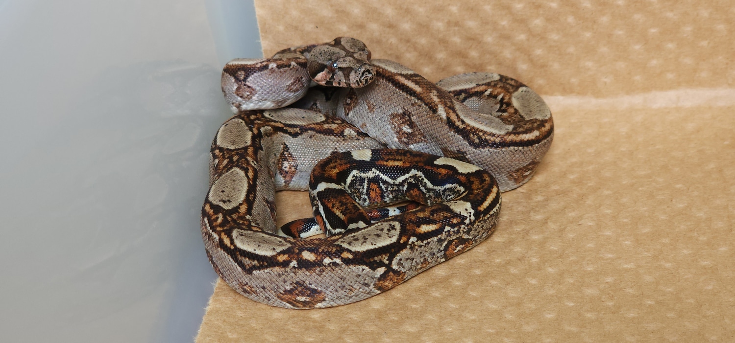 Normal 100% Het Leopard 66% Het Kahl Coral/lipstick Line Boa ...