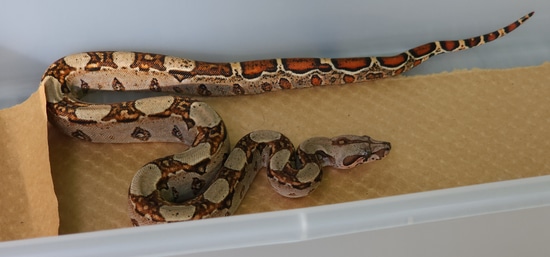 Probable Jungle 100% Het Leopard 66% Het Kahl Lipstick/coral Line Boa ...