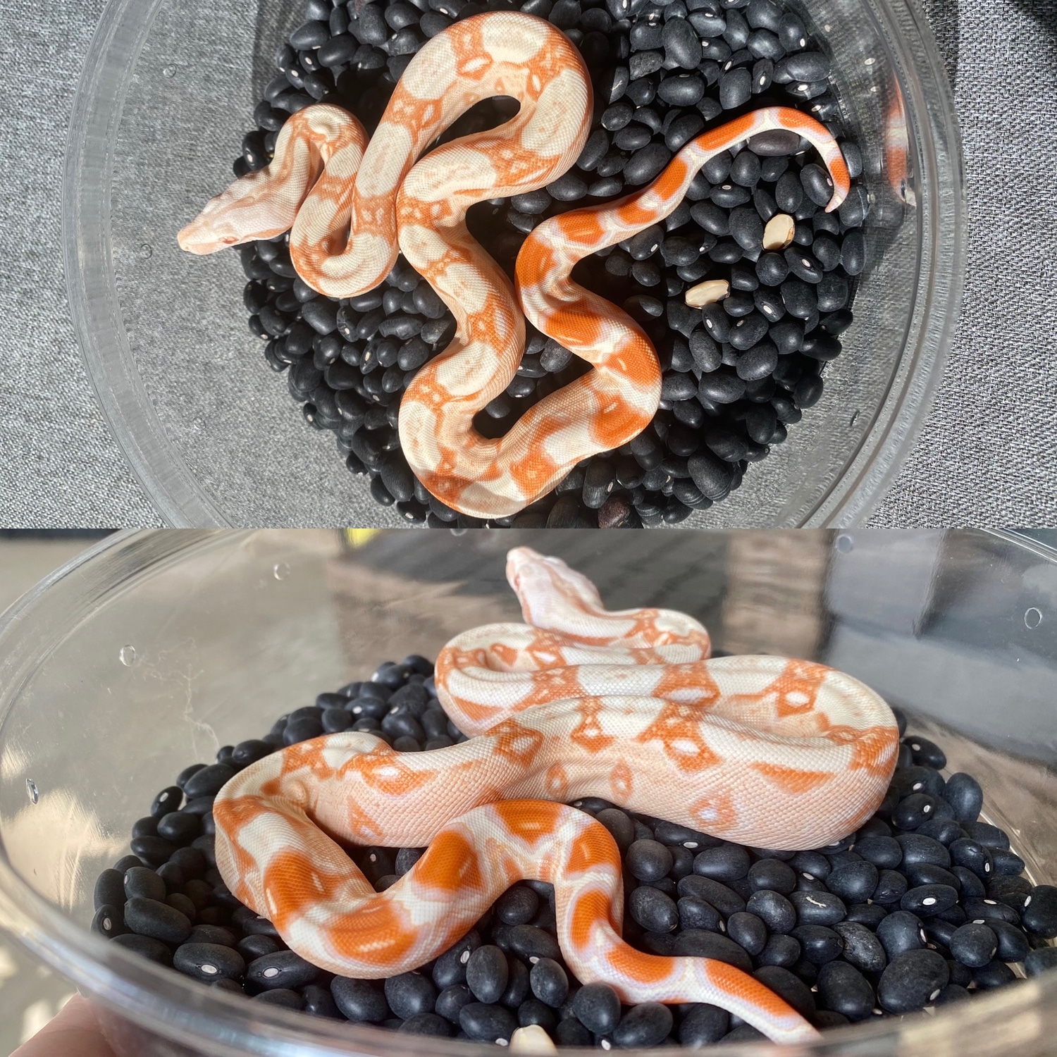 Lipstick Albino Boa Constrictor by The Boa Shop - MorphMarket