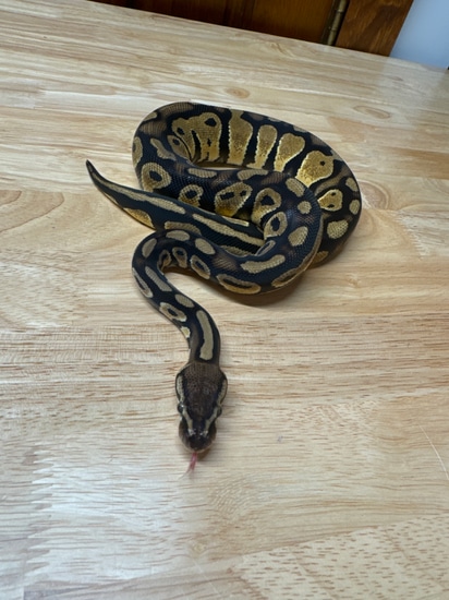 Pastel Ball Python by Spicy Noodle Reptiles