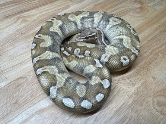 Ghi Lesser Pastel Ball Python by Spicy Noodle Reptiles